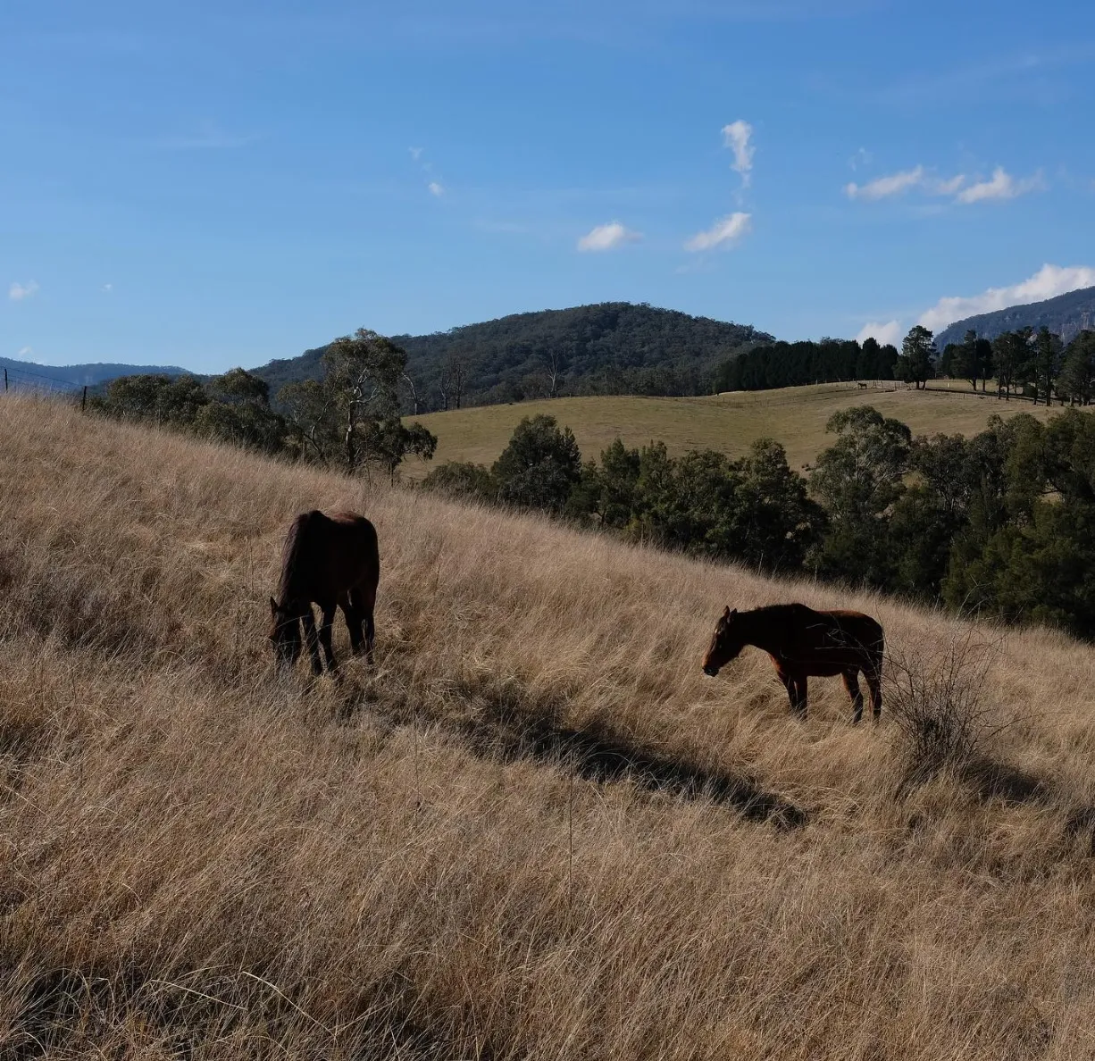 Horseback Riding Trails and Experiences in the Blue Mountains